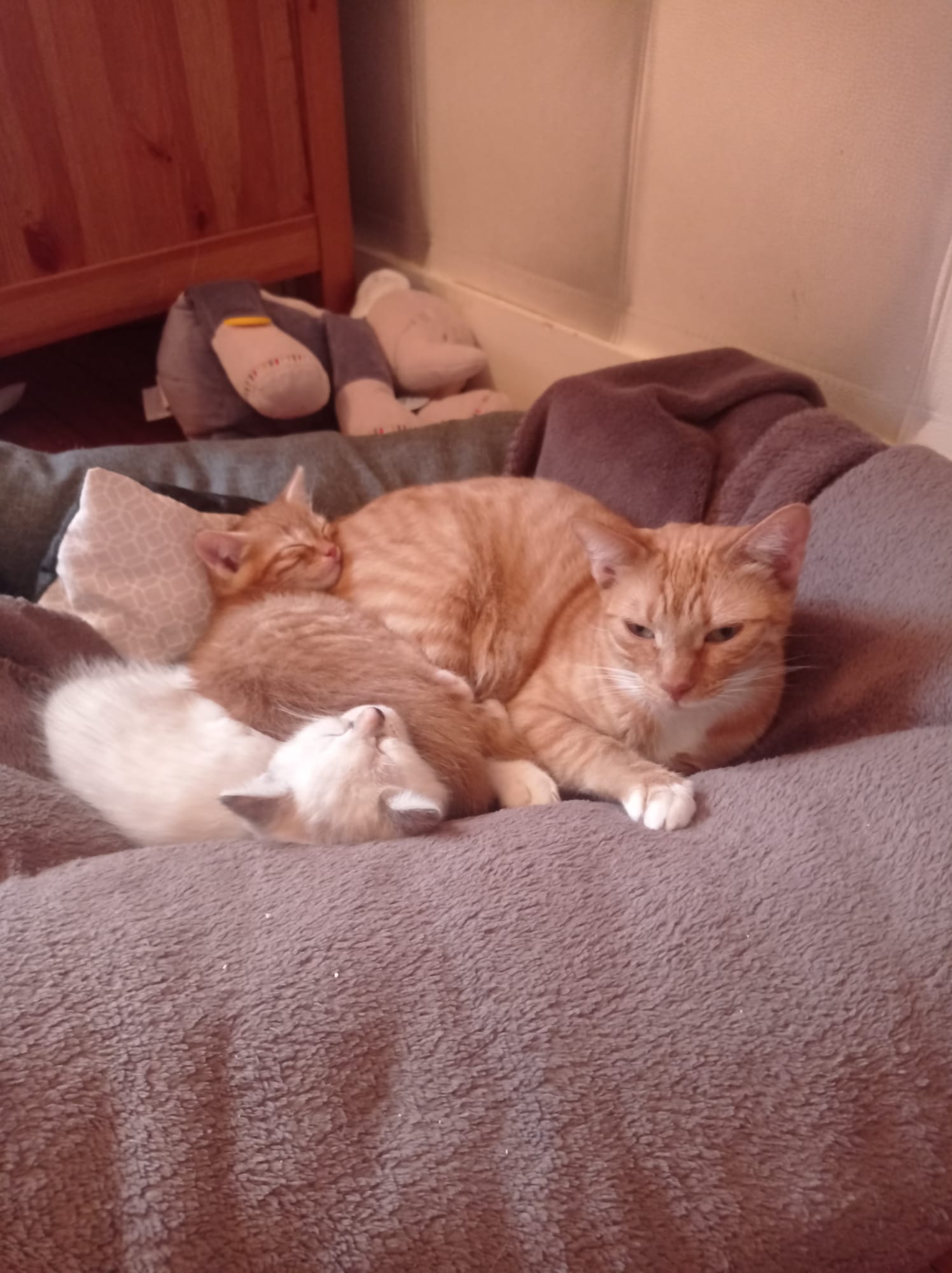 Chipie - Association Histoire de Chats